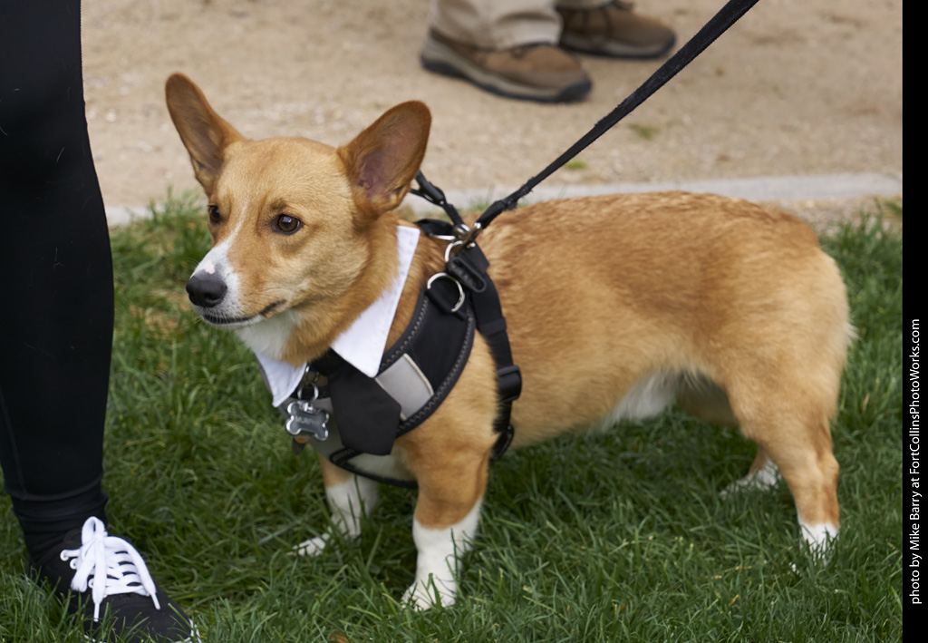5th Annual Tour de Corgi - Fort Collins Photo Works