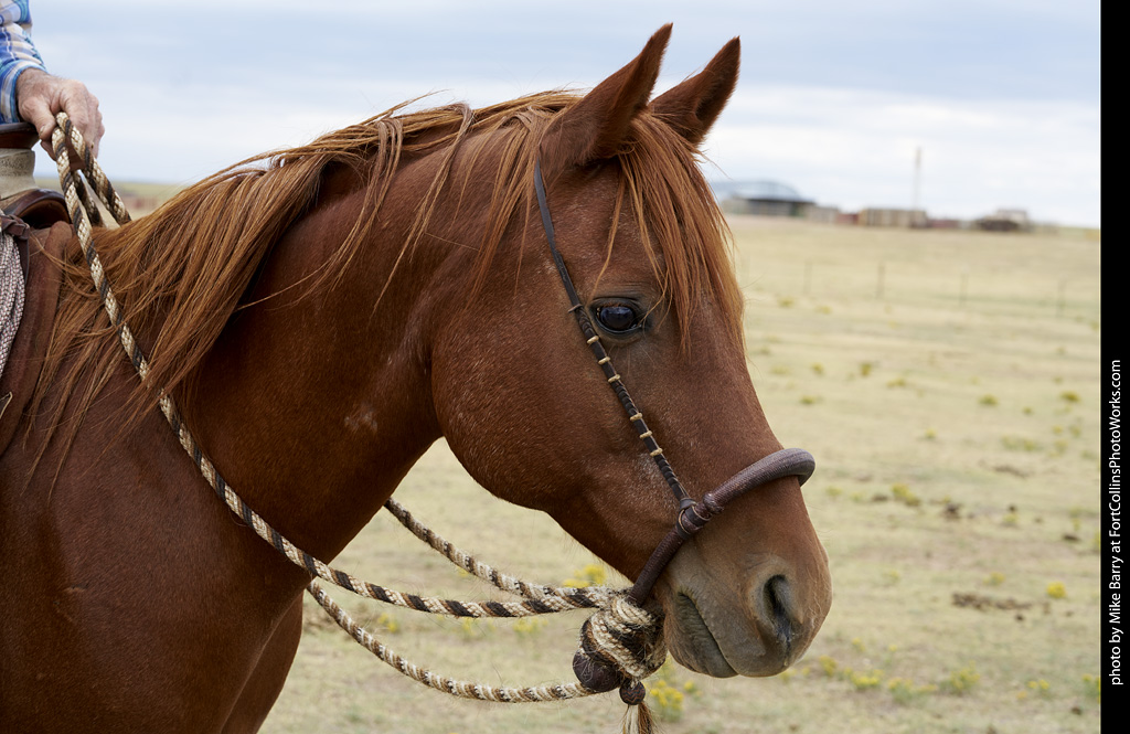 Diggs Western Photo Shoot | 2022-09-14